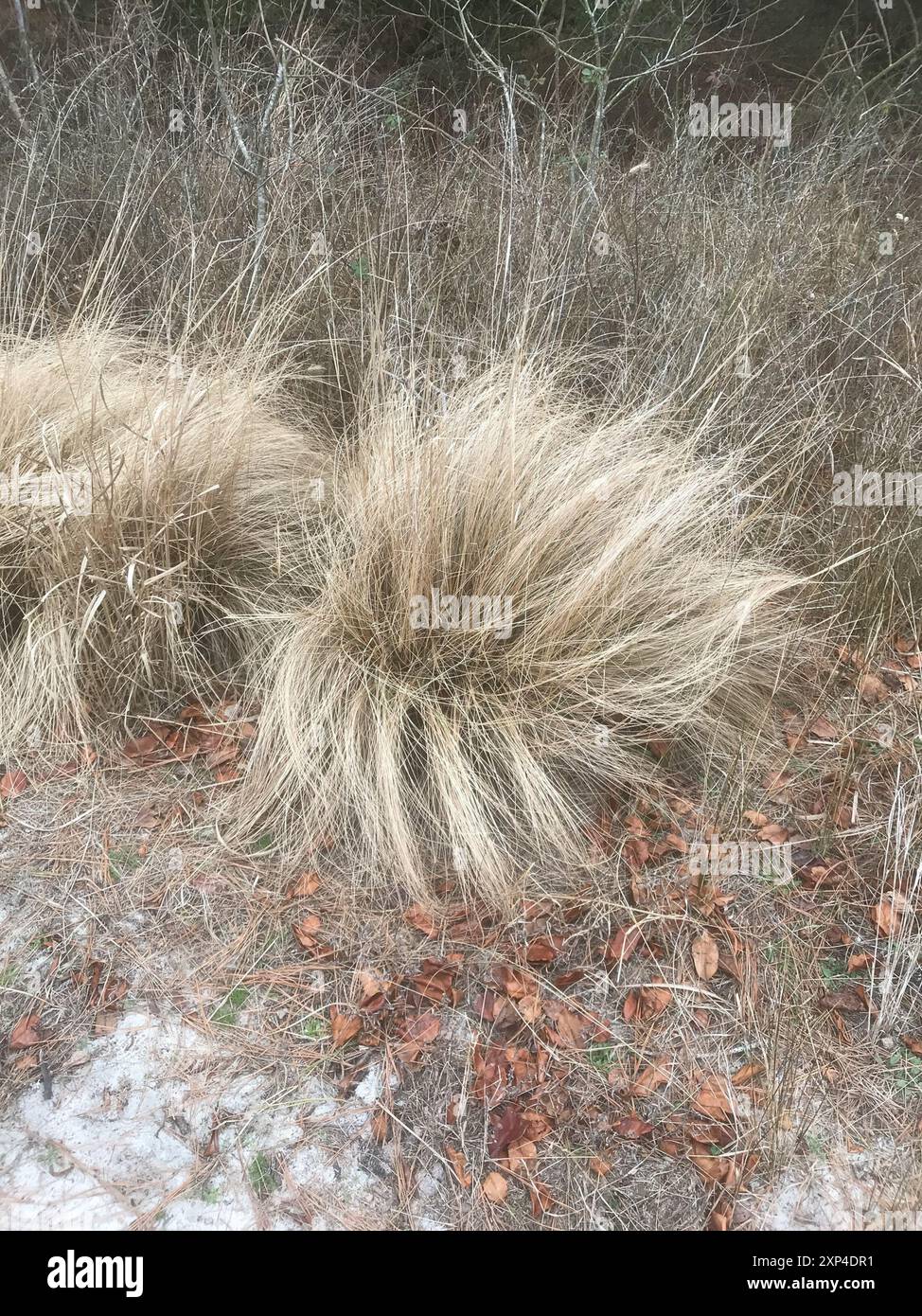 African love grass (Eragrostis curvula) Plantae Stock Photo - Alamy