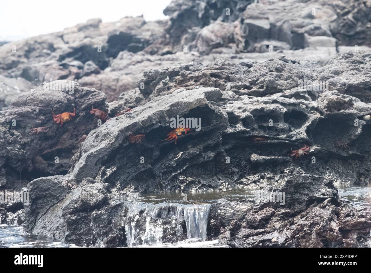 Colorful crabs on volcanic rocks near the ocean shore, highlighting the ...