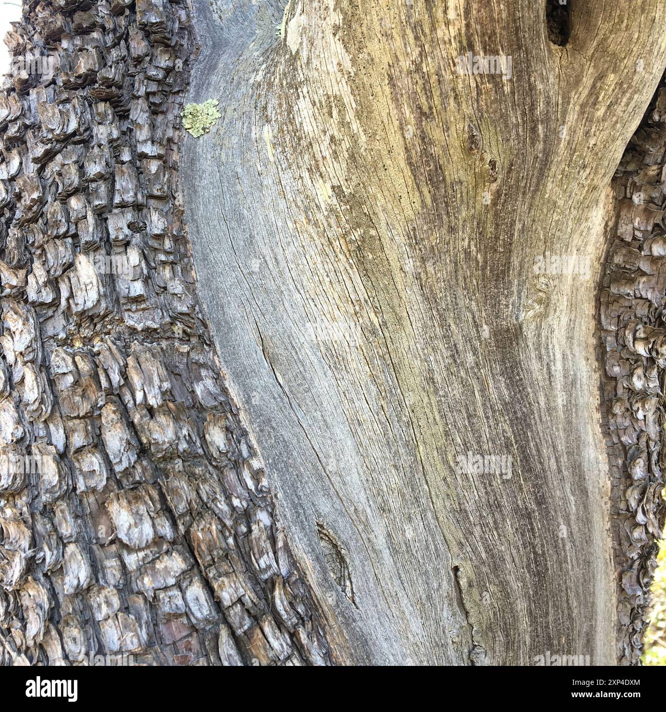 alligator juniper (Juniperus deppeana) Plantae Stock Photo - Alamy