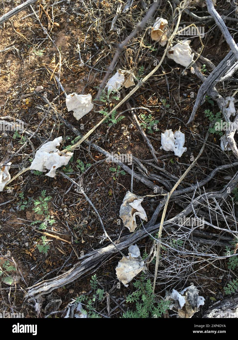 melon loco (Apodanthera undulata) Plantae Stock Photo - Alamy