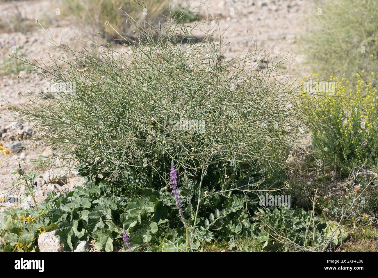 Saharan Mustard (Brassica tournefortii) Plantae Stock Photo - Alamy
