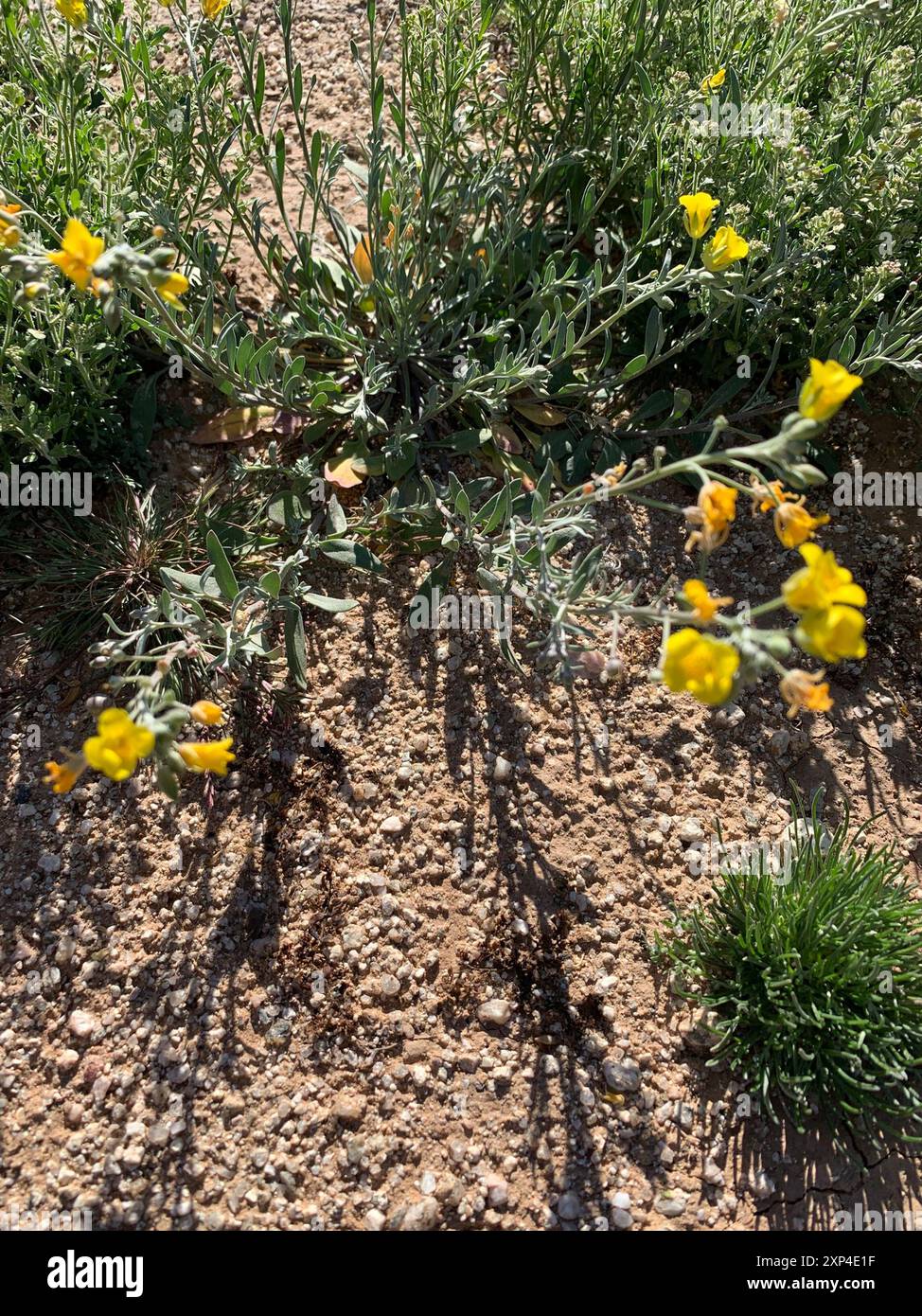 Moapa Bladderpod (Physaria tenella) Plantae Stock Photo - Alamy