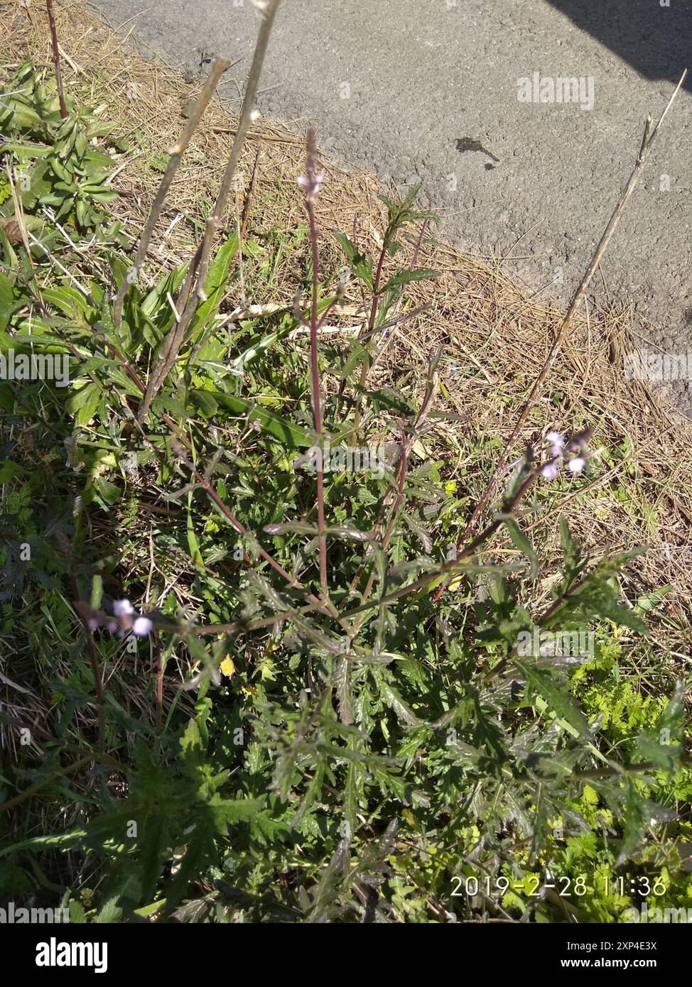 Common vervain (Verbena officinalis) Plantae Stock Photo - Alamy