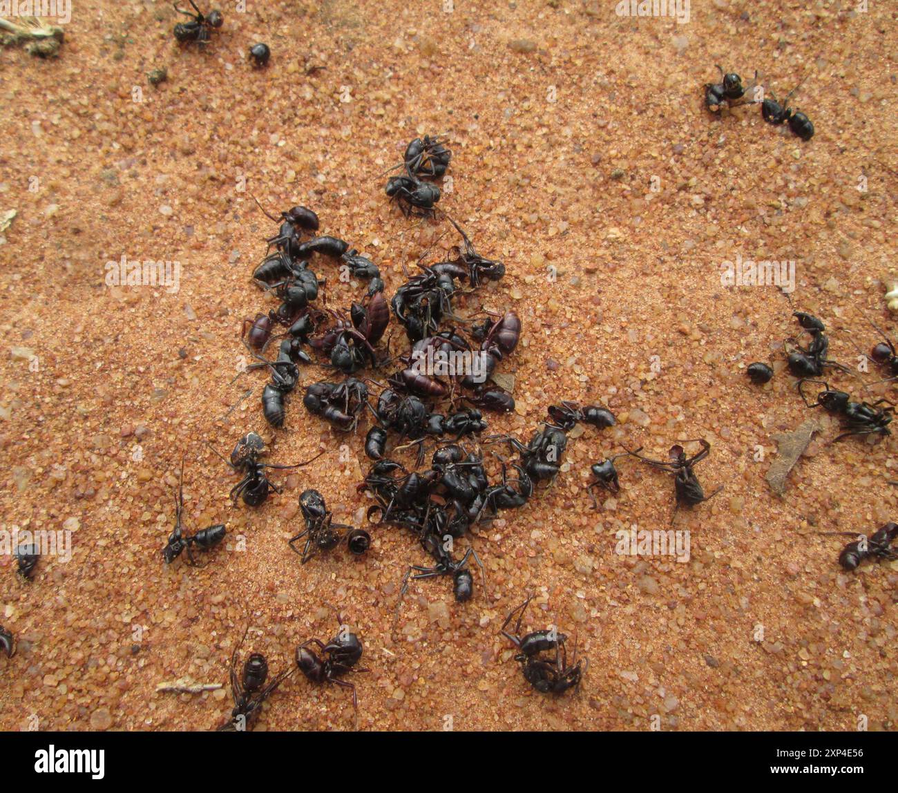African stink ant (Paltothyreus tarsatus) Insecta Stock Photo - Alamy