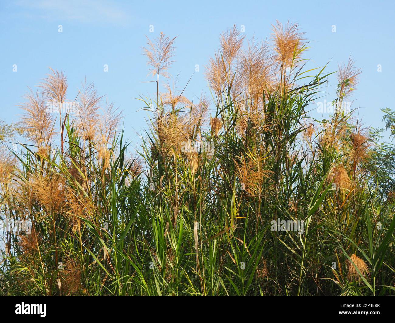 Tall Reed (Phragmites karka) Plantae Stock Photo - Alamy