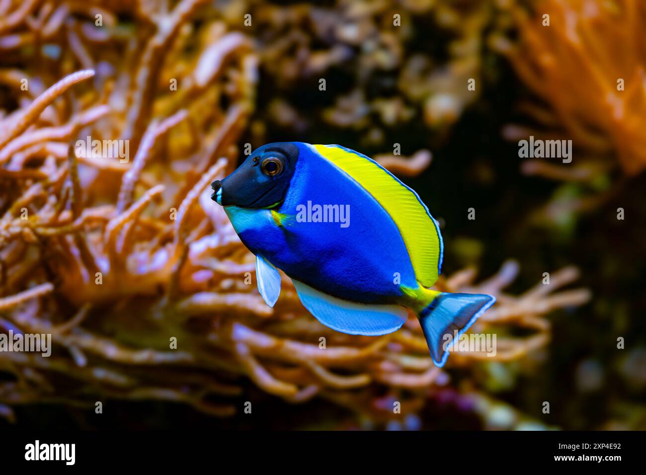 Powderblue surgeonfish, Acanthurus leucosternon / Weißkehl-Doktorfisch ...