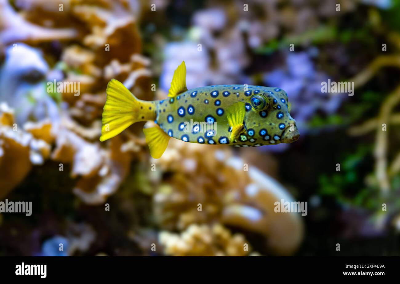 Indian ocean reef fish hi-res stock photography and images - Alamy