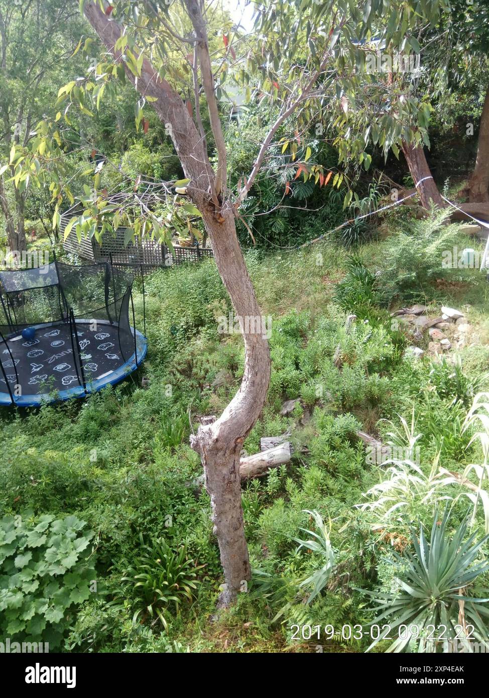 Red Bloodwood (Corymbia gummifera) Plantae Stock Photo - Alamy