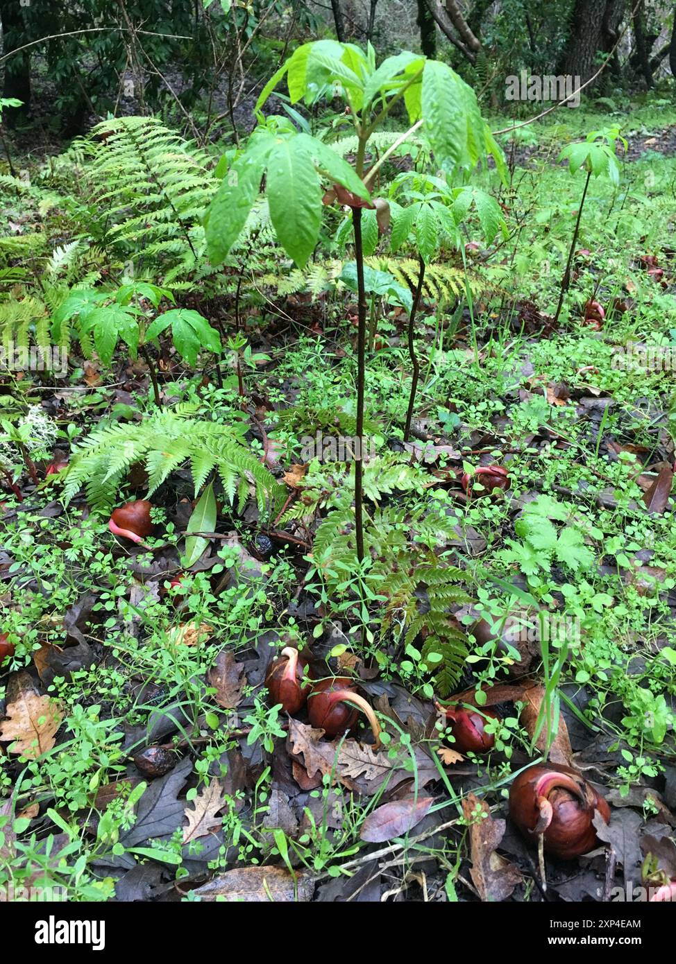 California buckeye (Aesculus californica) Plantae Stock Photo - Alamy