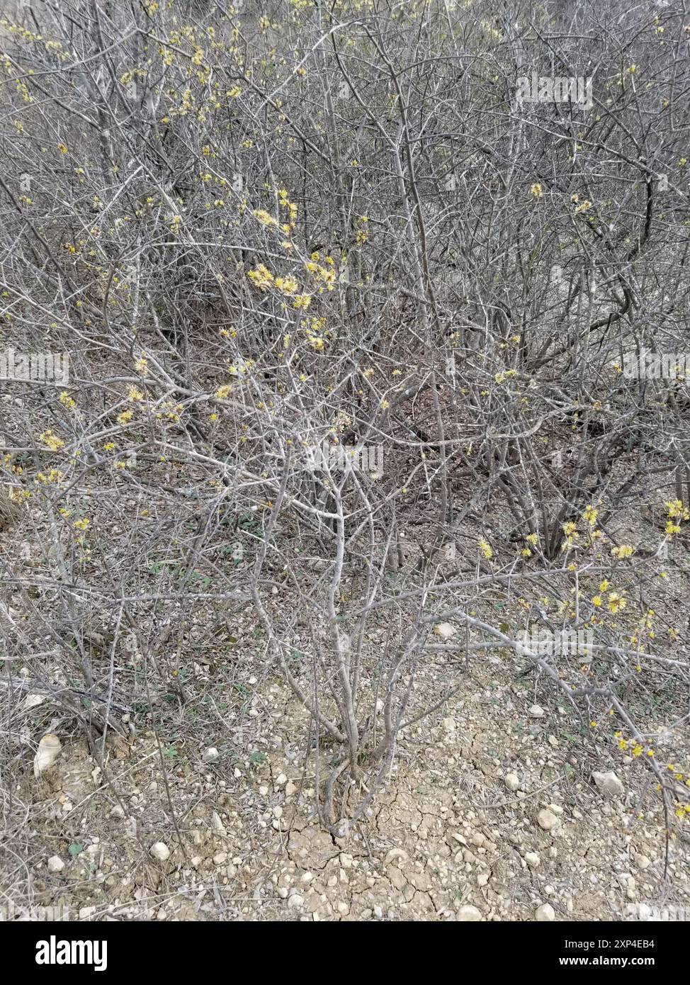 Stretchberry (Forestiera pubescens) Plantae Stock Photo - Alamy