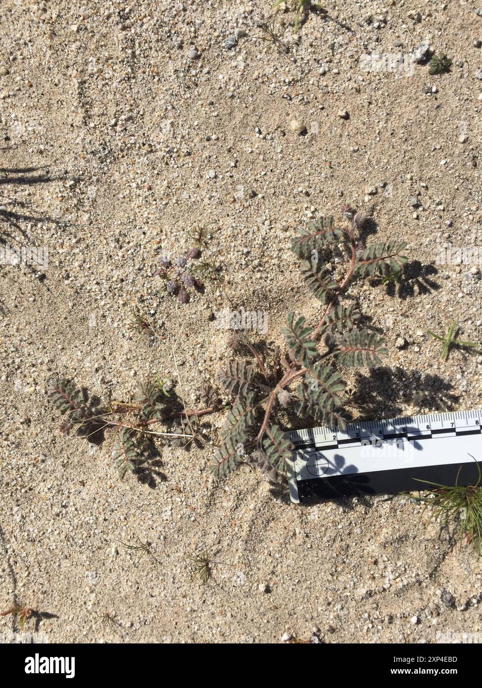 soft prairie clover (Dalea mollissima) Plantae Stock Photo - Alamy