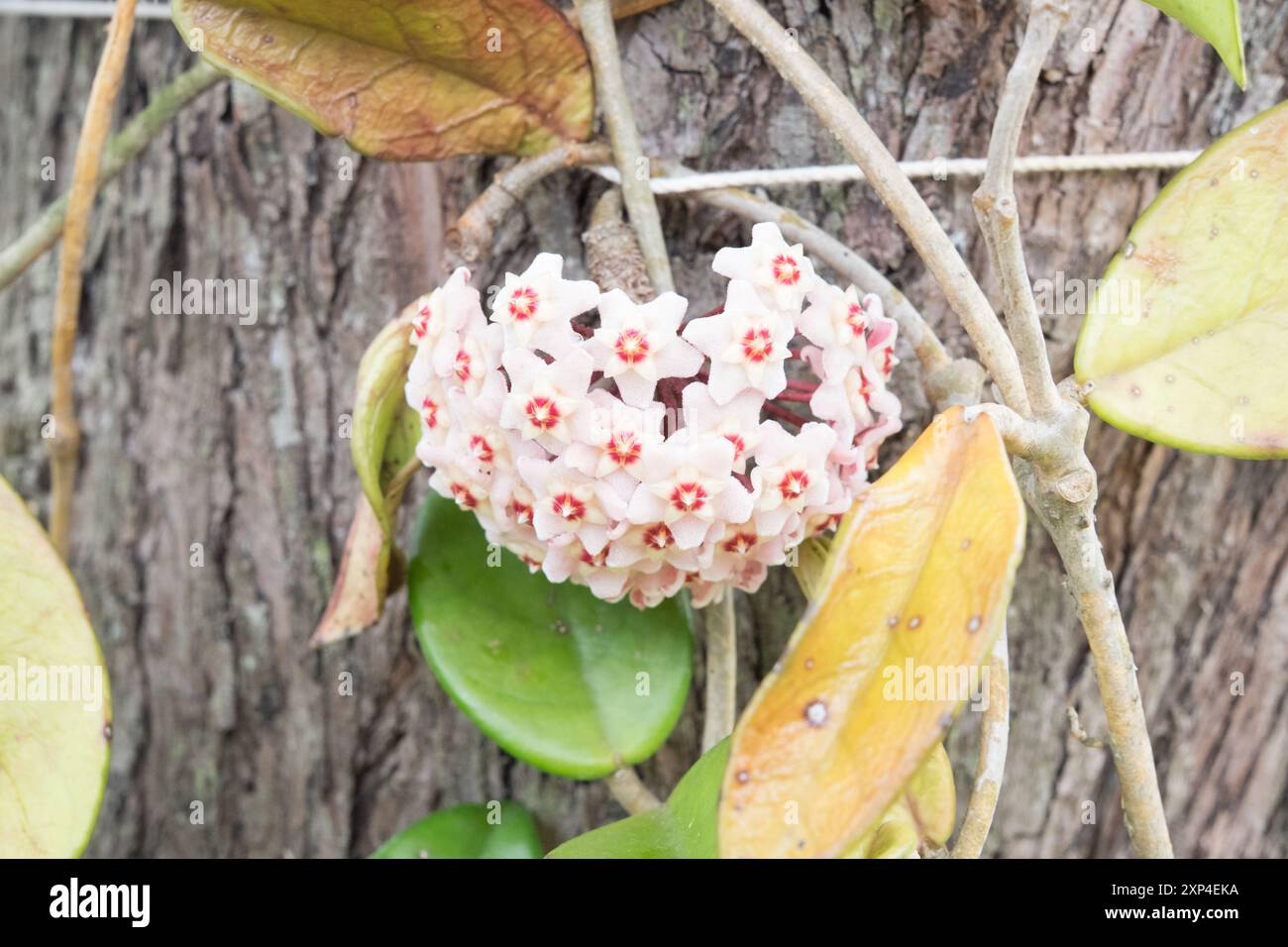 Hoya flower cluster with star-shaped blooms hanging on a tree trunk ...