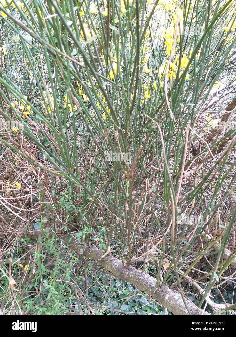 Spanish Broom (Spartium junceum) Plantae Stock Photo - Alamy