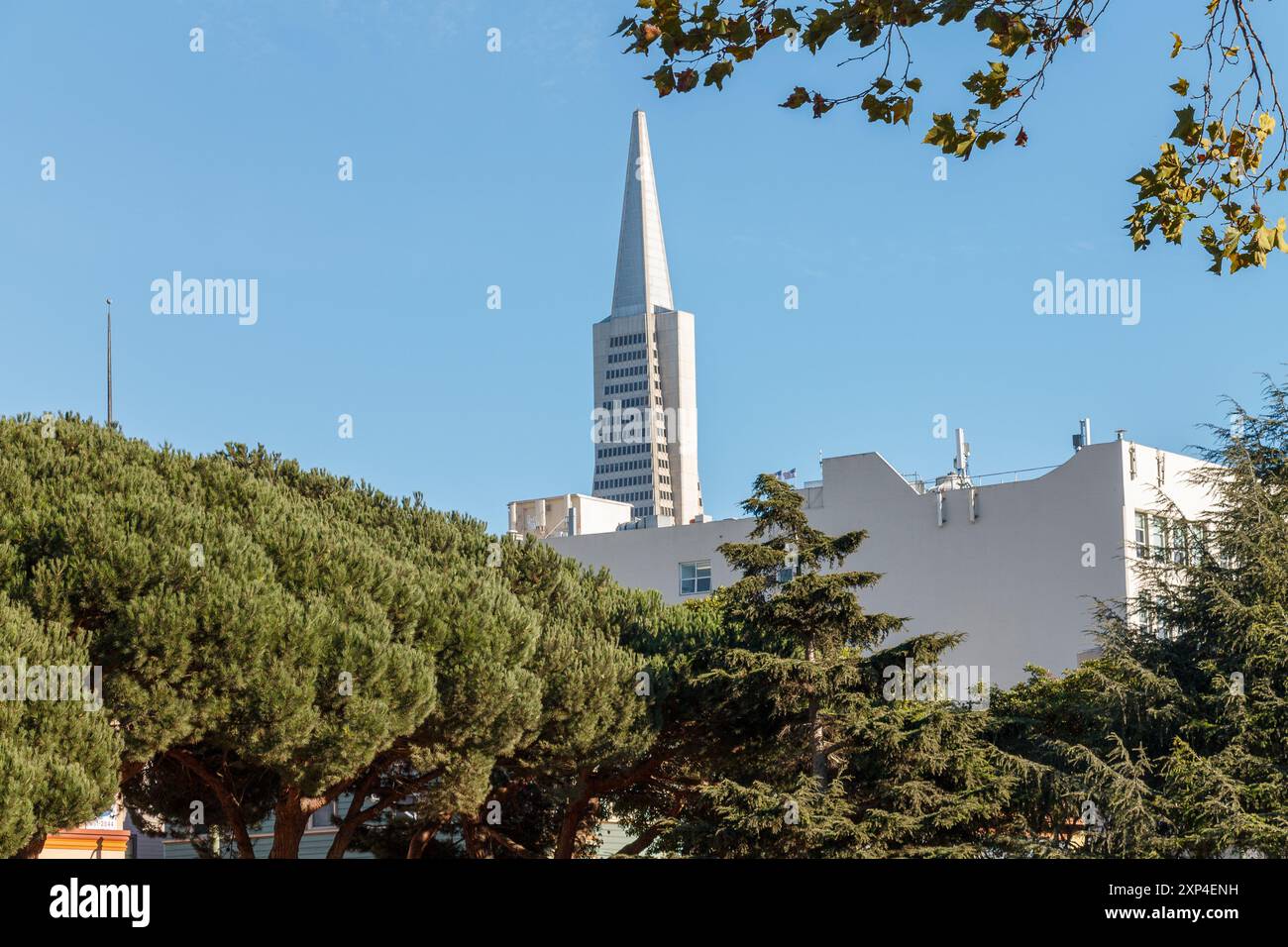 The modern architecture skyscraper Transamerica Pyramid office tower ...