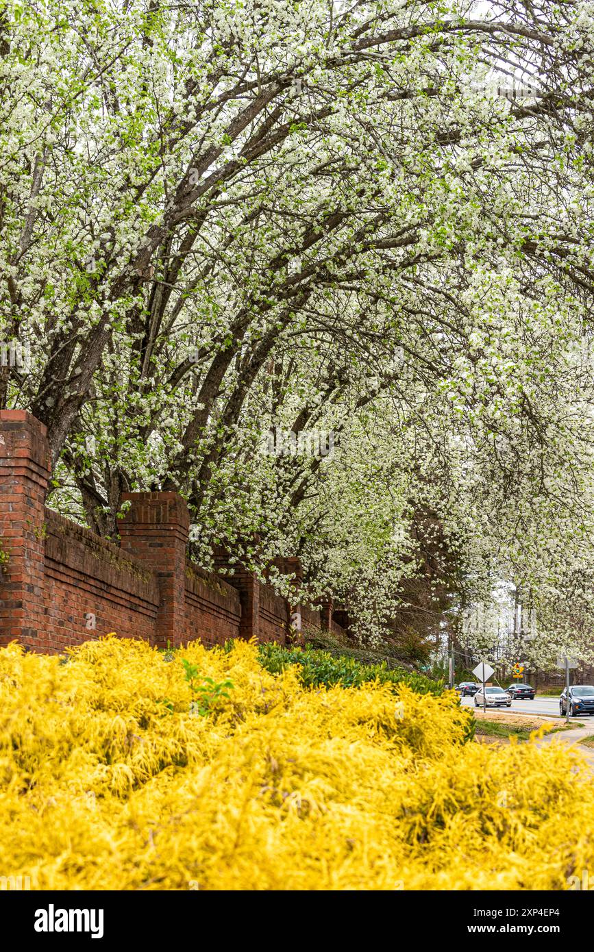 Blossoming trees and shrubs mark springtime in Metro Atlanta, Georgia ...