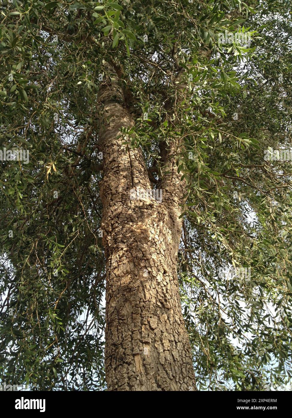 Common White Quebracho (Aspidosperma quebracho-blanco) Plantae Stock ...