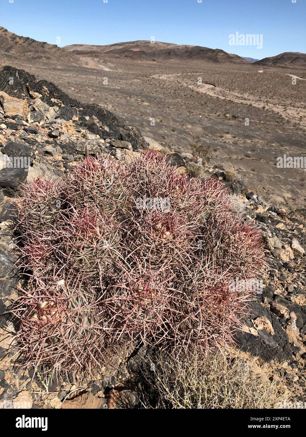 Cottontop cactus (Homalocephala polycephala polycephala) Plantae Stock ...