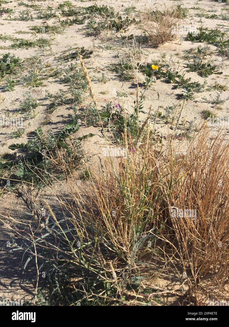 Big Galleta (Hilaria rigida) Plantae Stock Photo - Alamy