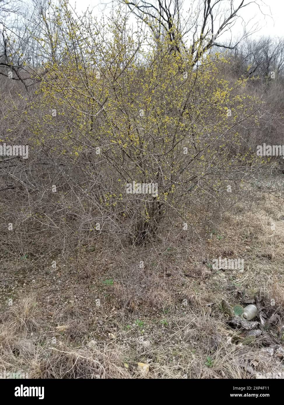 Stretchberry (Forestiera pubescens) Plantae Stock Photo - Alamy