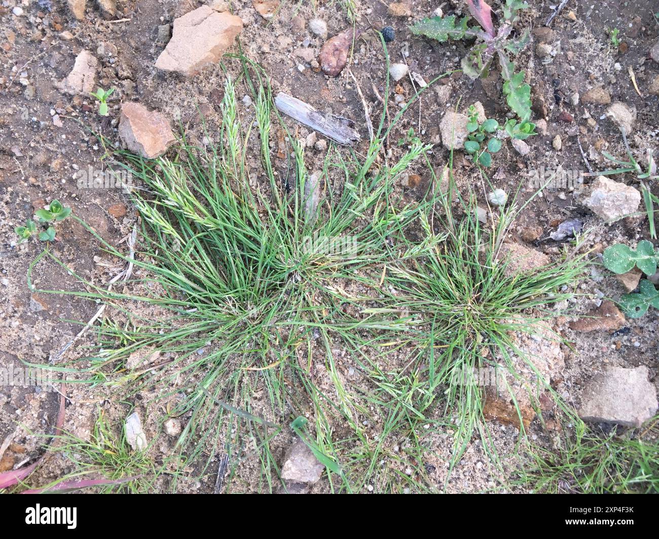 grasses (Poaceae) Plantae Stock Photo - Alamy