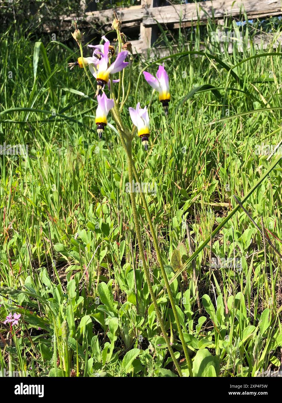 Padre's Shooting Star (Primula clevelandii) Plantae Stock Photo - Alamy