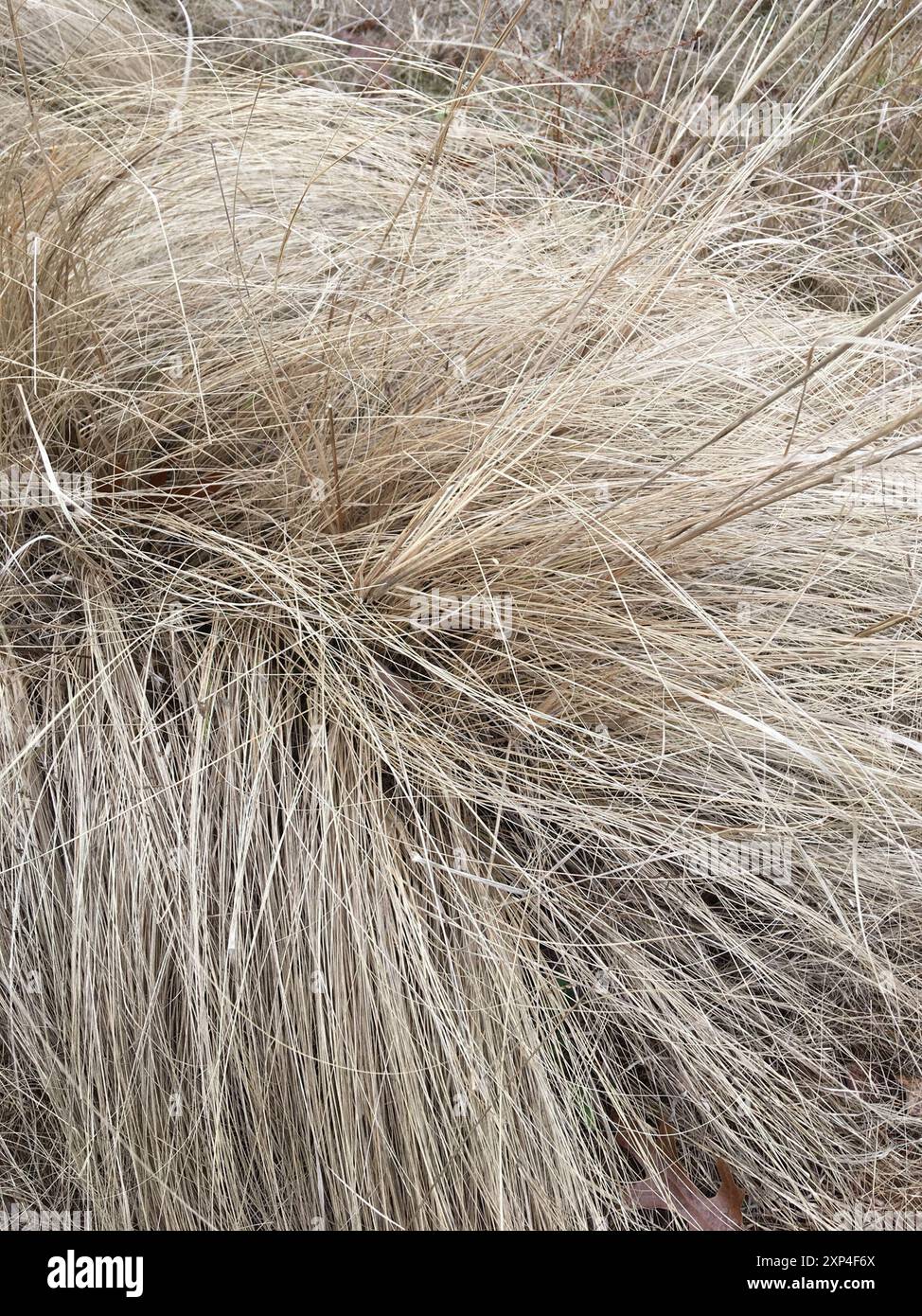 African love grass (Eragrostis curvula) Plantae Stock Photo - Alamy