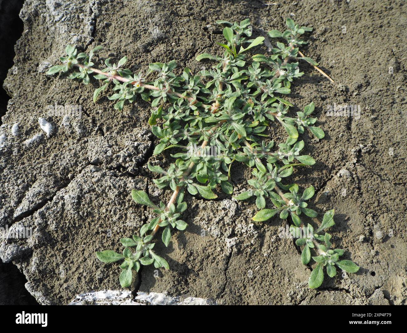 Smooth Joyweed (Alternanthera paronychioides) Plantae Stock Photo - Alamy