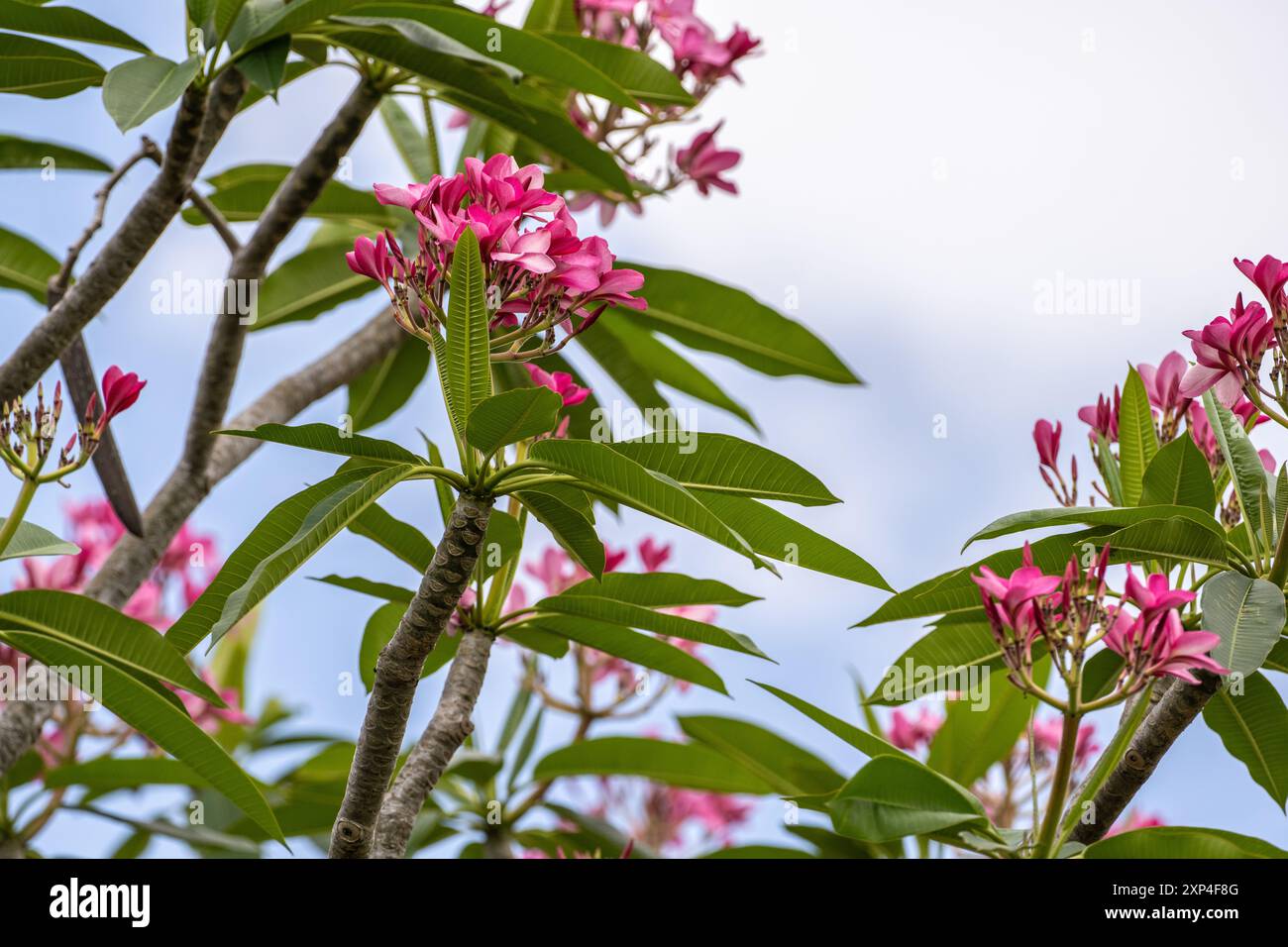Pink frangipani known plumeria hi-res stock photography and images - Alamy