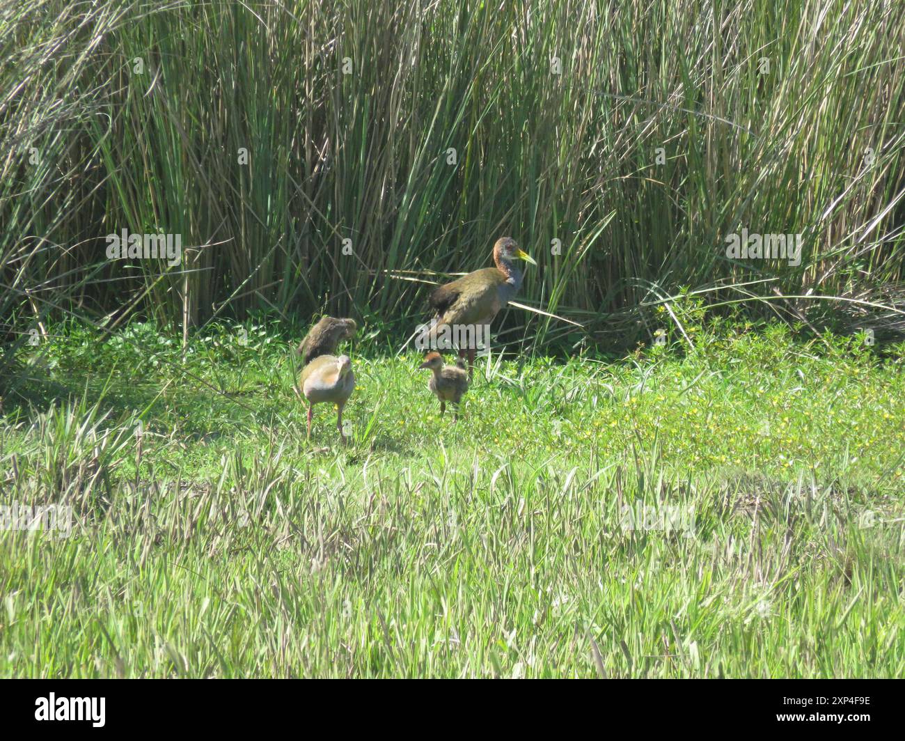 Giant Wood-Rail (Aramides ypecaha) Aves Stock Photo - Alamy