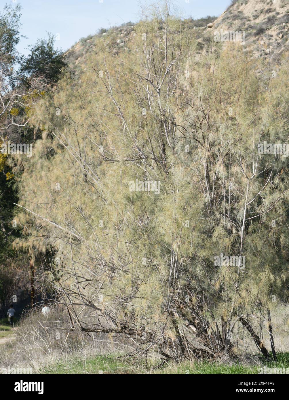 athel tamarisk (Tamarix aphylla) Plantae Stock Photo - Alamy