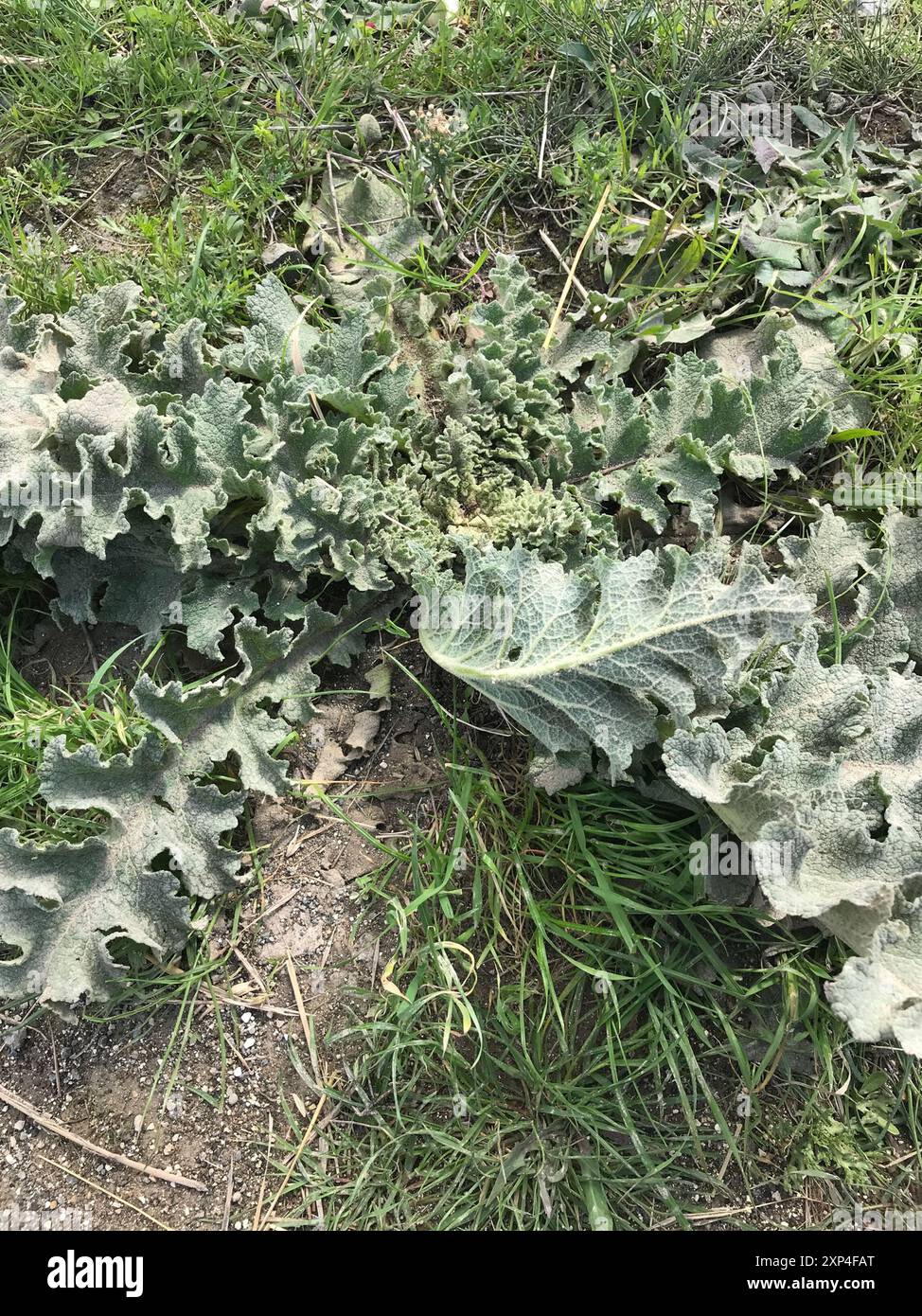Mullein verbascum sinuatum hi-res stock photography and images - Alamy