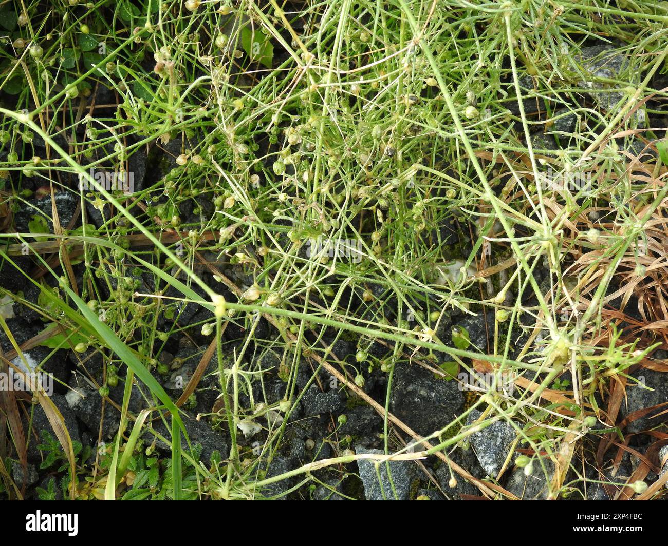 Corn spurrey (Spergula arvensis) Plantae Stock Photo - Alamy