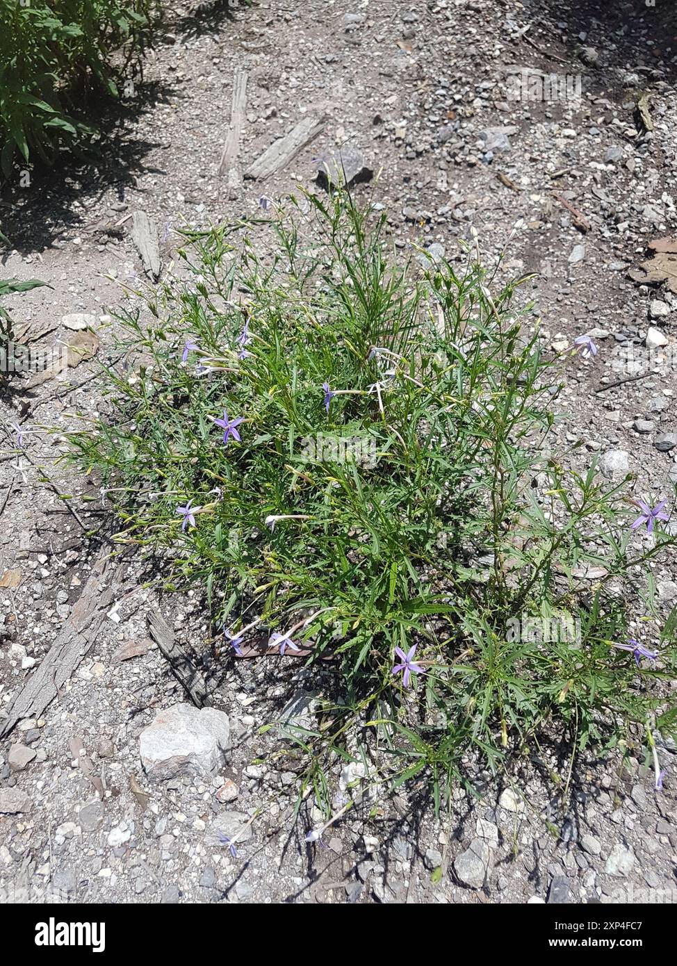 rock isotome (Lithotoma axillaris) Plantae Stock Photo - Alamy