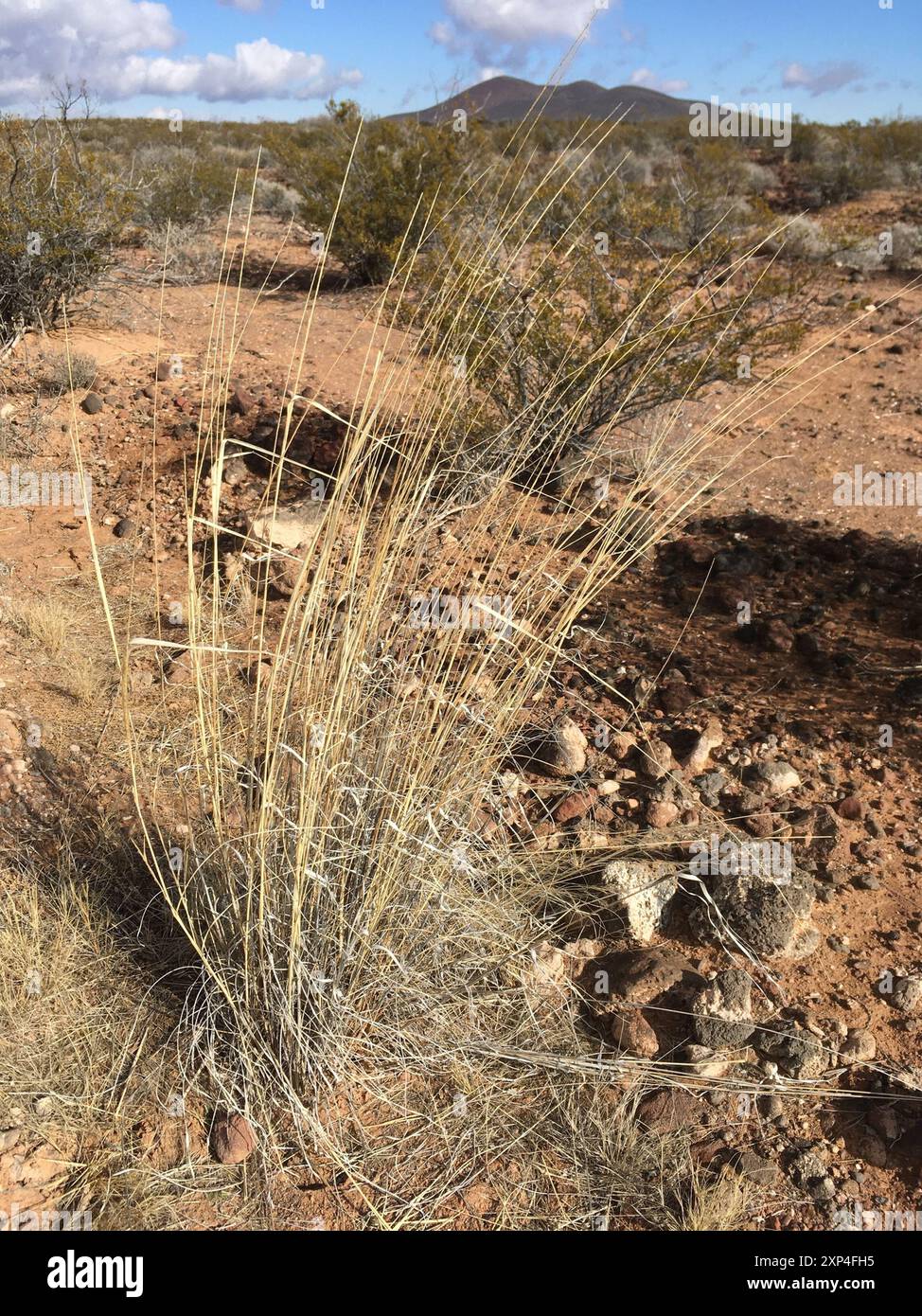 Spike Dropseed (Sporobolus contractus) Plantae Stock Photo - Alamy