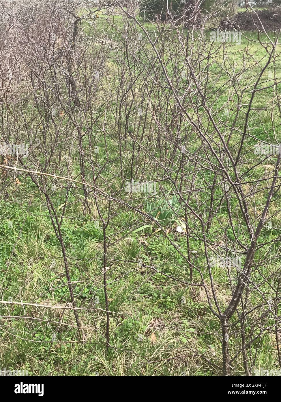 Chickasaw plum (Prunus angustifolia) Plantae Stock Photo - Alamy