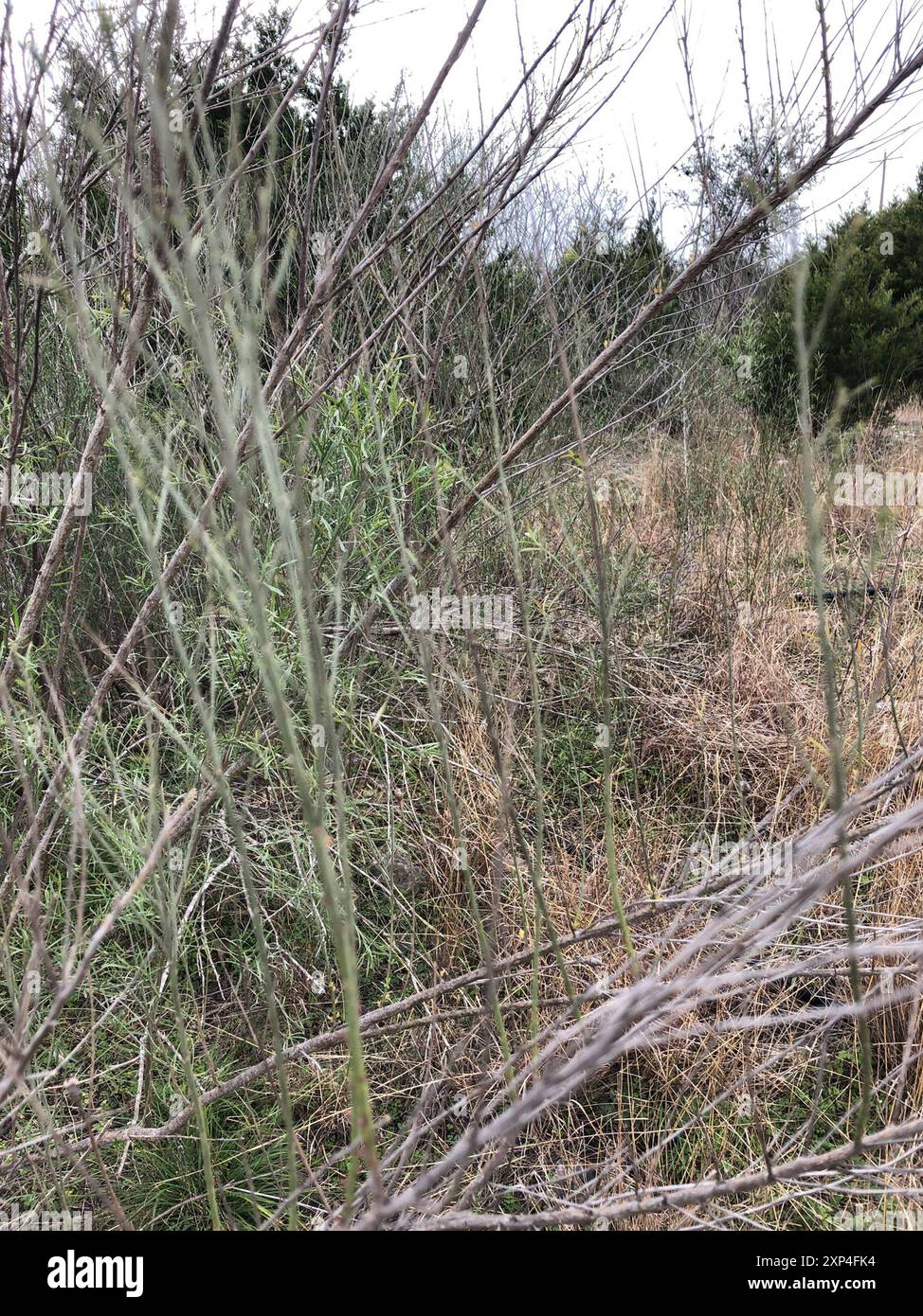 Poverty Weed (Baccharis neglecta) Plantae Stock Photo - Alamy
