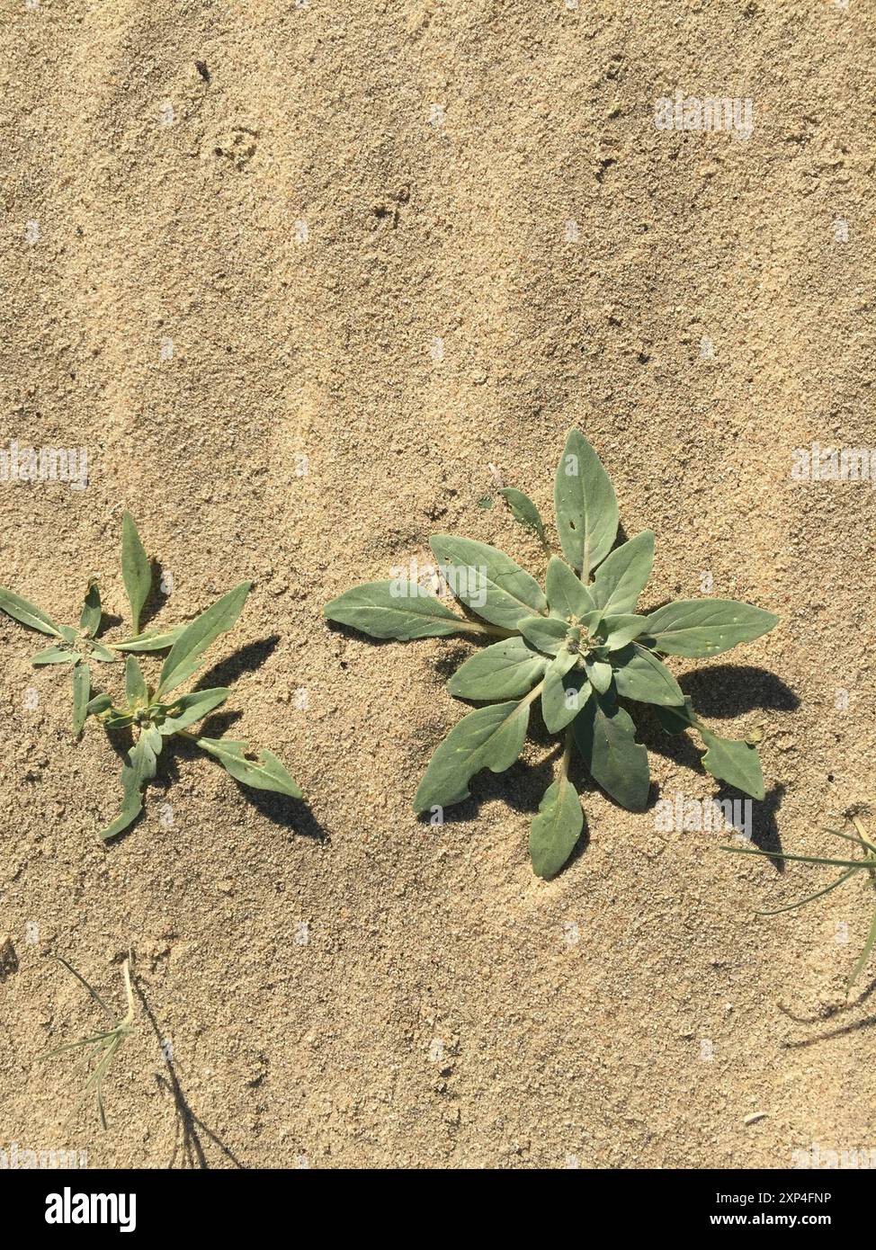 Annual Evening Primrose (Oenothera deltoides deltoides) Plantae Stock ...