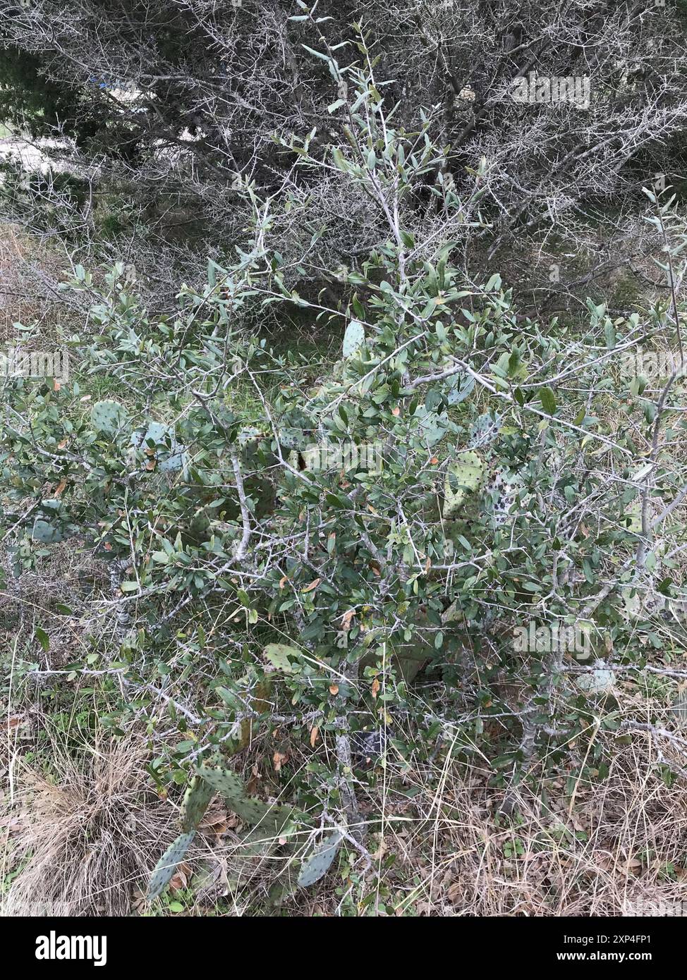 Texas live oak (Quercus fusiformis) Plantae Stock Photo - Alamy