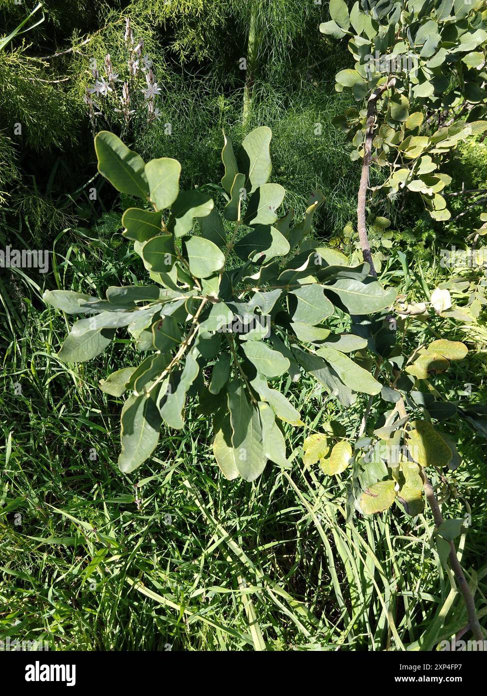 carob tree (Ceratonia siliqua) Plantae Stock Photo - Alamy