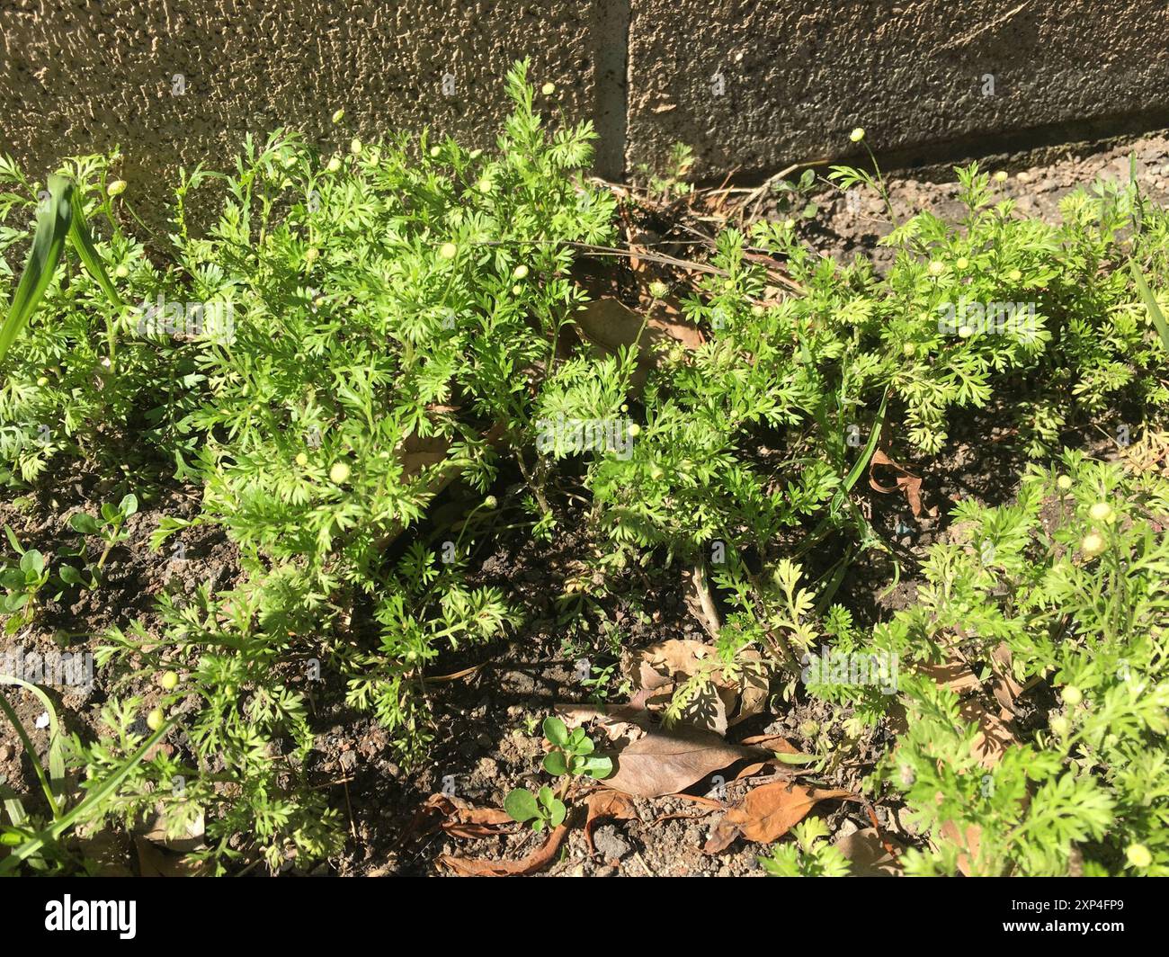 Common Cotula (Cotula australis) Plantae Stock Photo - Alamy