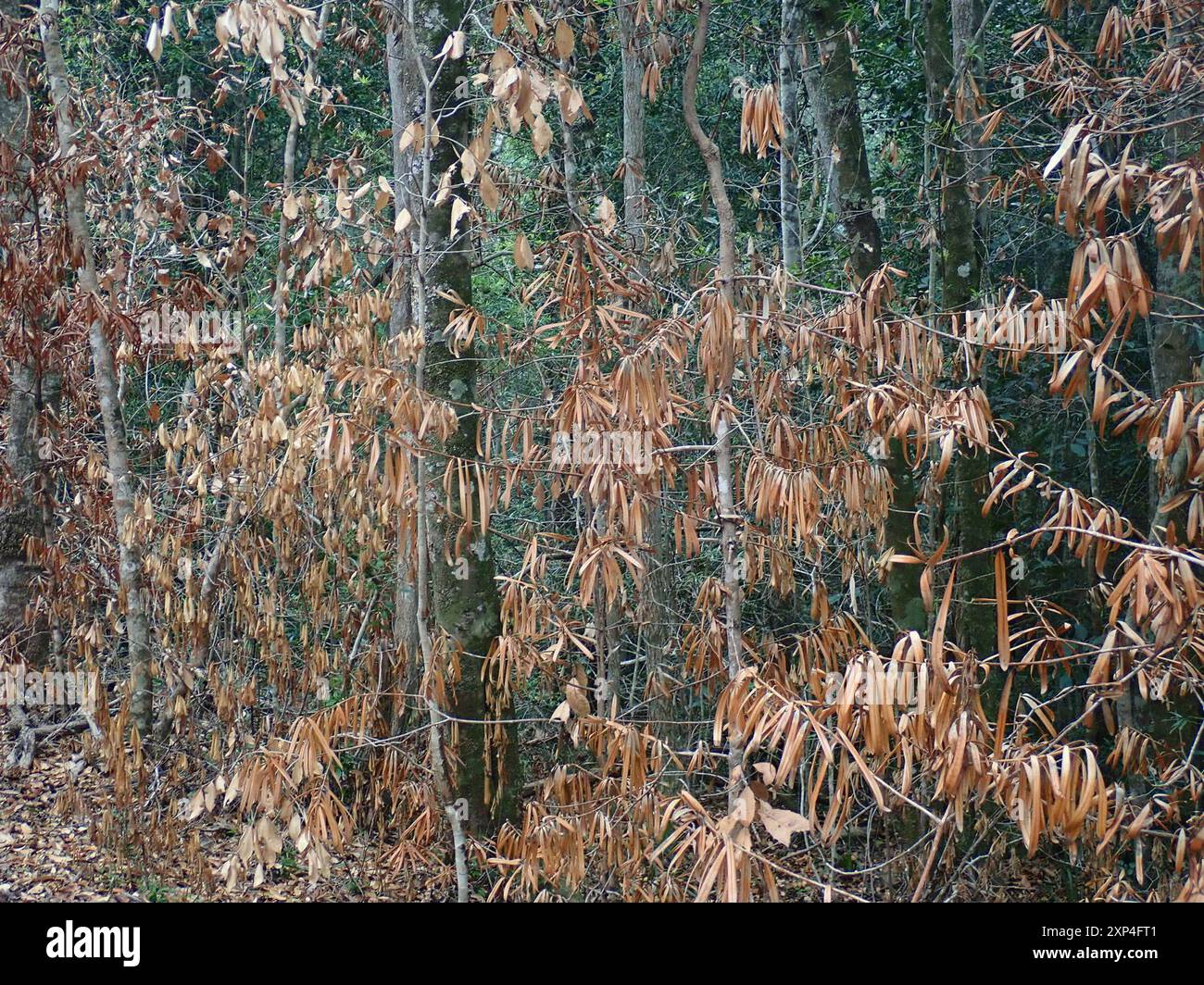 real yellowwood (Podocarpus latifolius) Plantae Stock Photo - Alamy