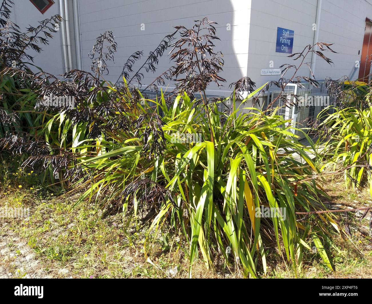 Mountain flax (Phormium cookianum) Plantae Stock Photo - Alamy