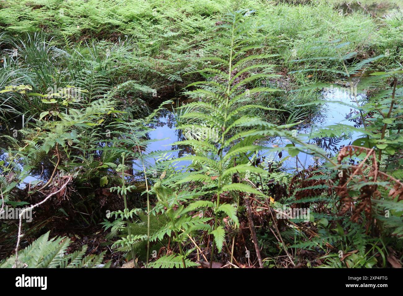 king fern (Todea barbara) Plantae Stock Photo - Alamy
