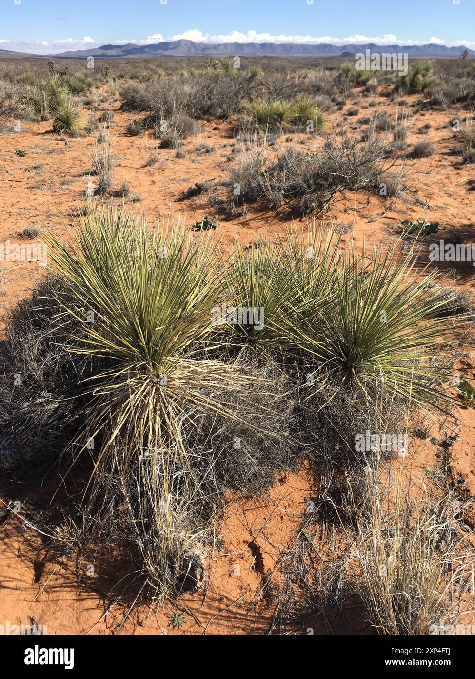 (Yucca elata elata) Plantae Stock Photo - Alamy