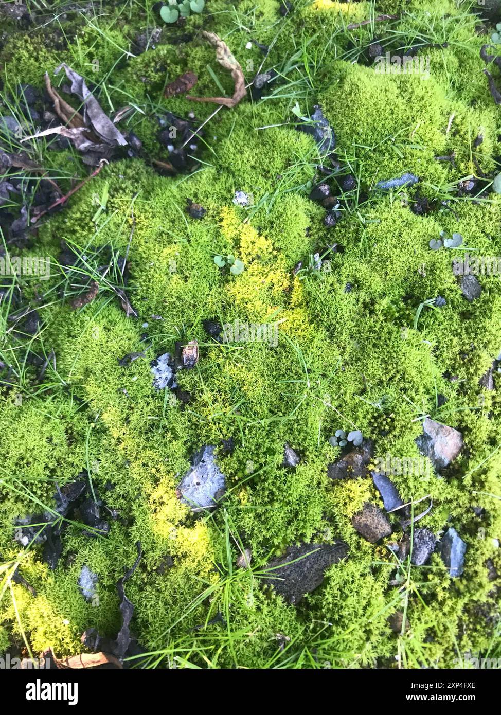 Star Moss (Syntrichia ruralis) Plantae Stock Photo - Alamy