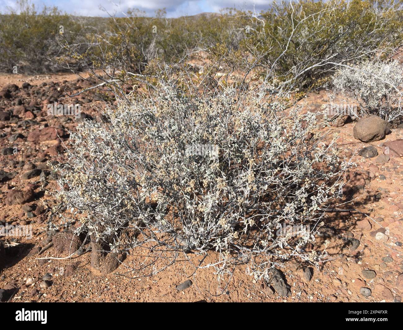 mariola (Parthenium incanum) Plantae Stock Photo - Alamy