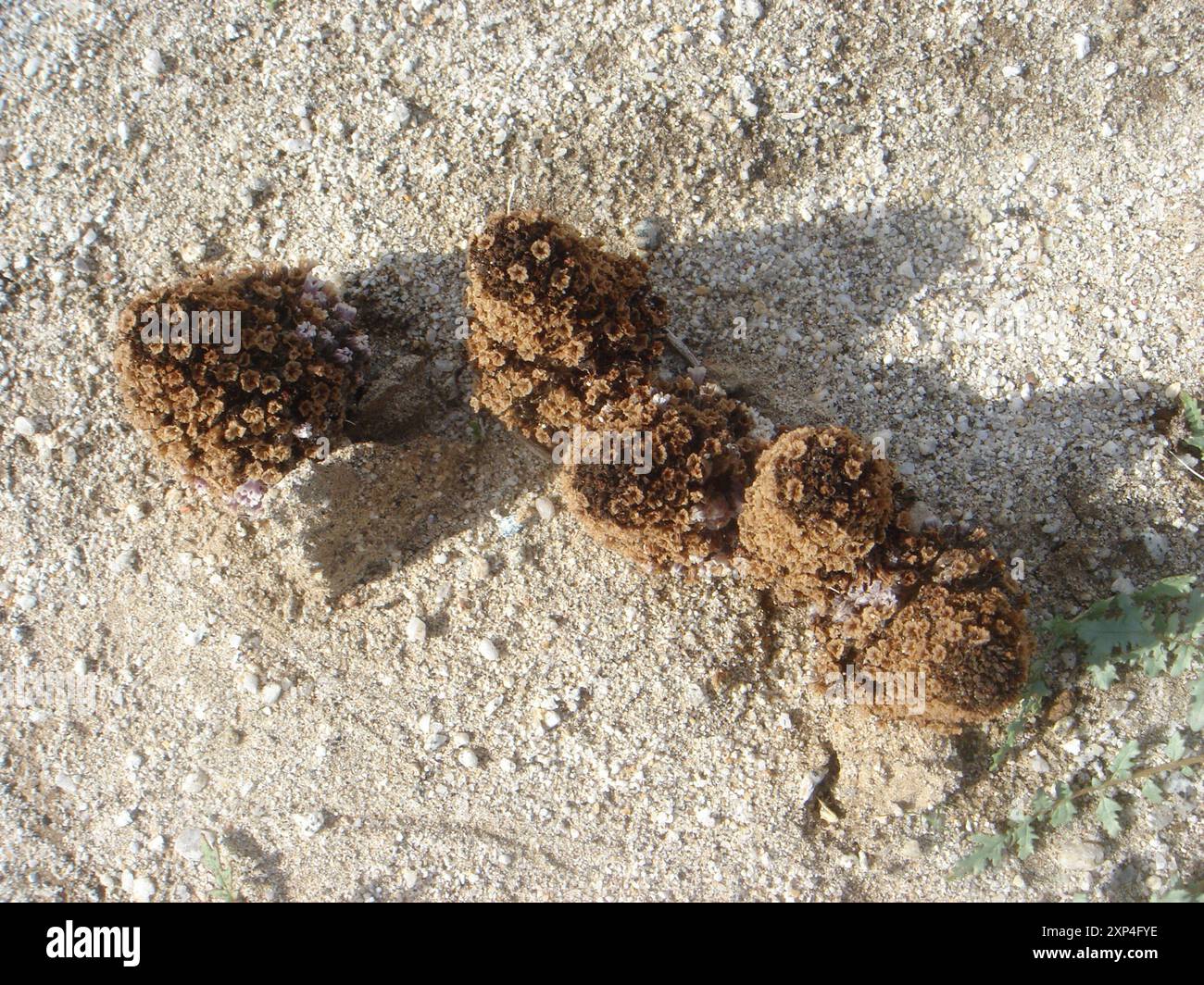 desert Christmas tree (Pholisma arenarium) Plantae Stock Photo - Alamy