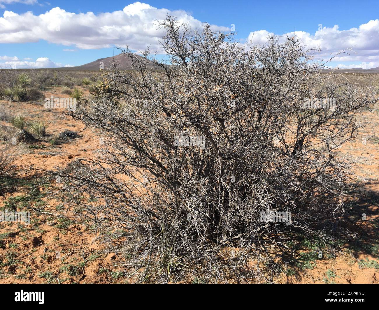 little leaf sumac (Rhus microphylla) Plantae Stock Photo - Alamy