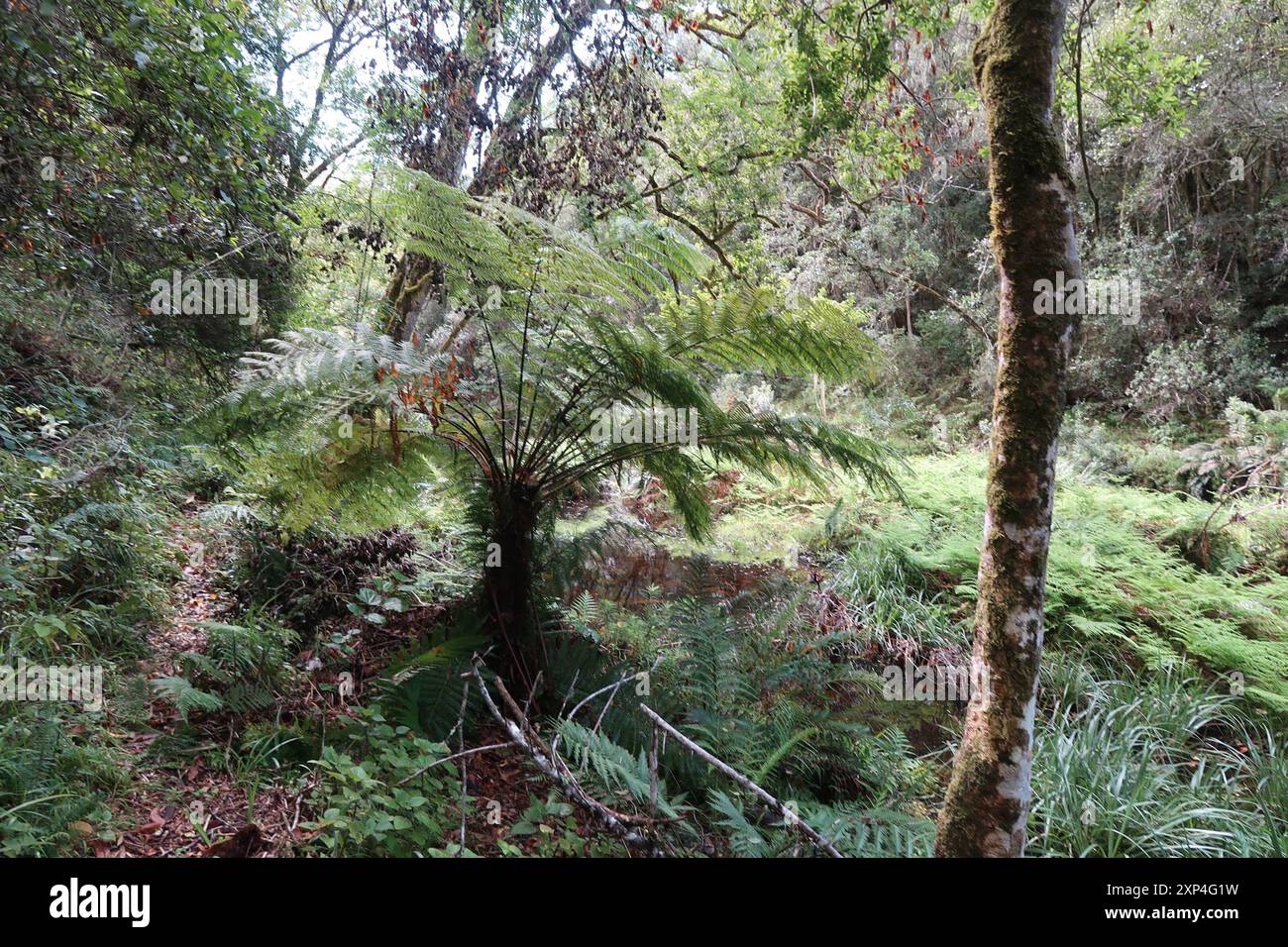 Forest Tree Fern (Cyathea capensis) Plantae Stock Photo - Alamy