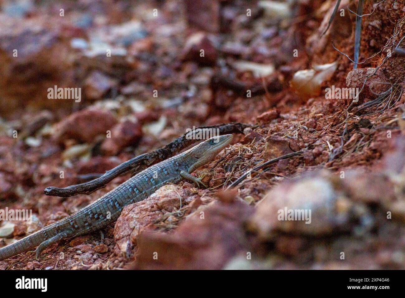 Texas Alligator Lizard (Gerrhonotus infernalis) Reptilia Stock Photo ...